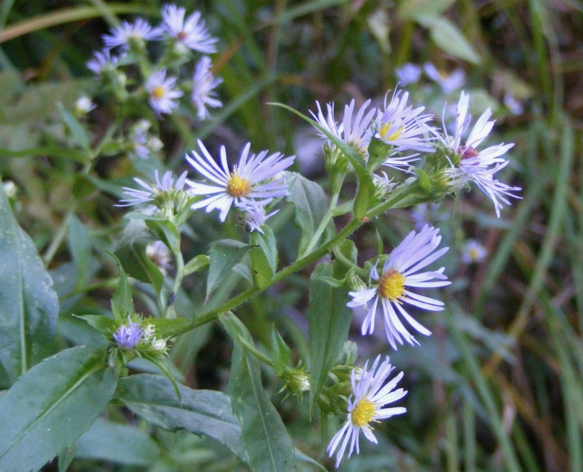 A visit to Madame Sherri’s place | Granite State Walker