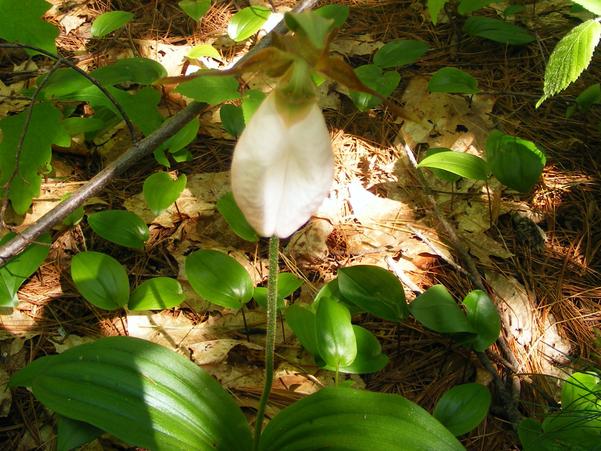 Beginning the NH Rail Trail Challenge: low-key, close to home | Granite ...